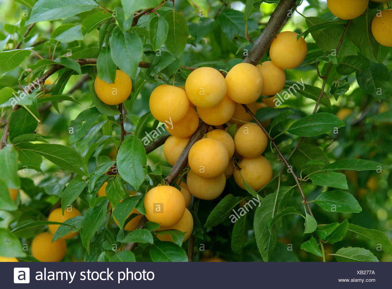 Myrobalan Stock Photos & Myrobalan Stock Images - Alamy