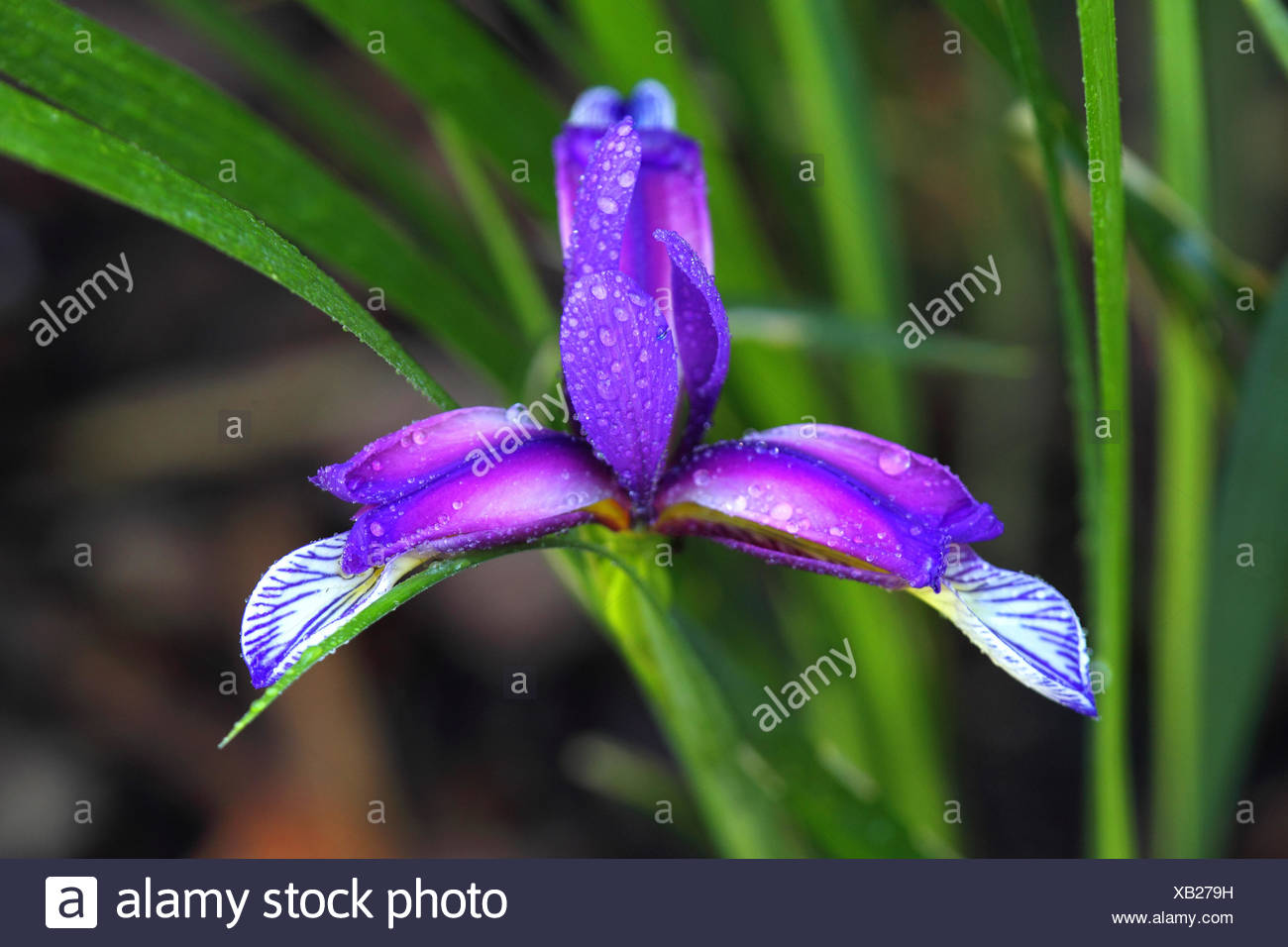 Spuria High Resolution Stock Photography and Images - Alamy