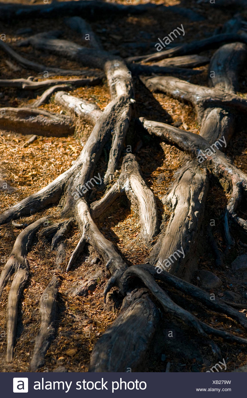 Tree Roots Pattern Stock Photos & Tree Roots Pattern Stock Images - Alamy