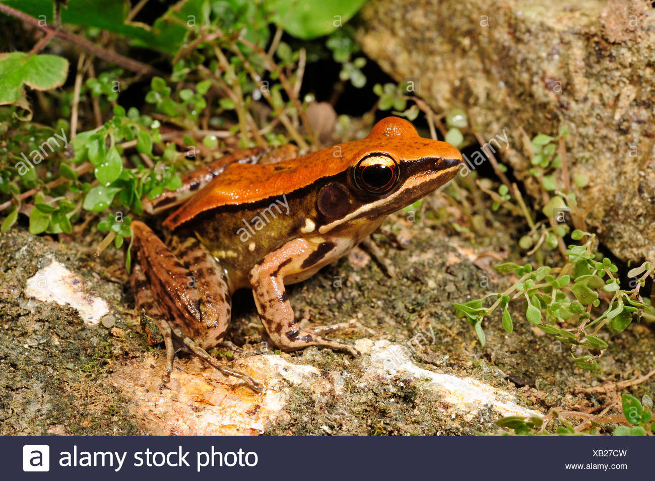 Rain Forest Animals Species High Resolution Stock Photography and ...
