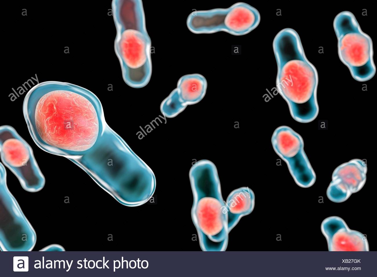 Clostridium Difficile High Resolution Stock Photography and Images - Alamy