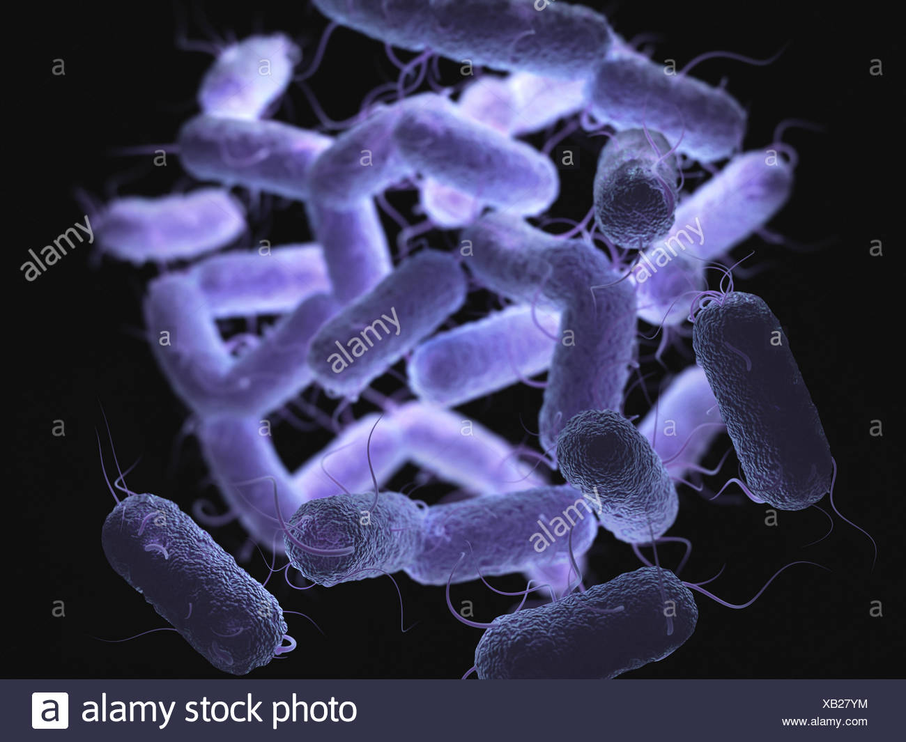 Tatumella High Resolution Stock Photography and Images - Alamy