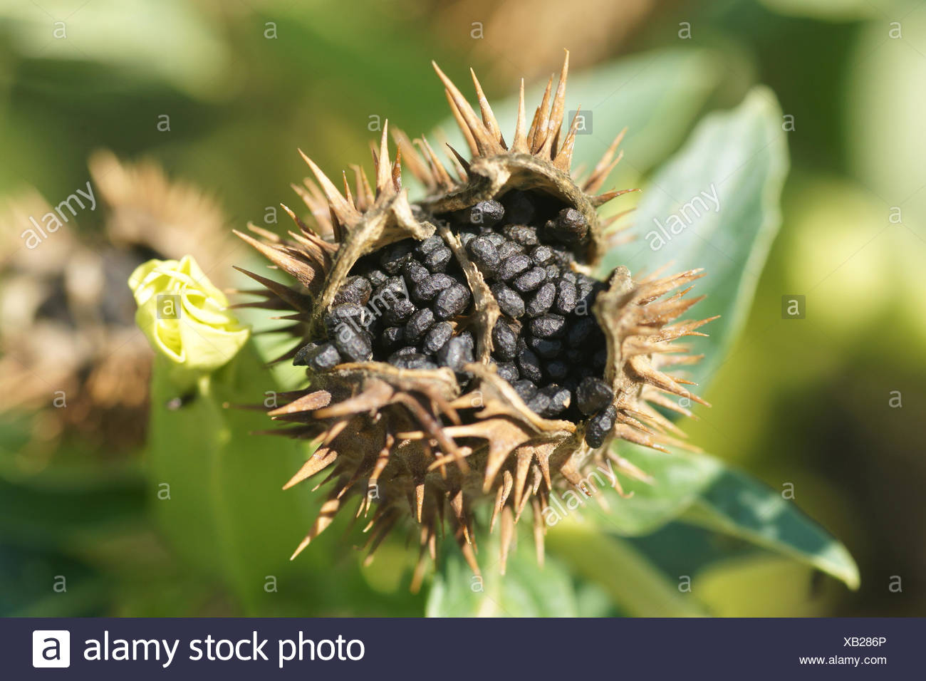 Jimson Weed High Resolution Stock Photography and Images - Alamy
