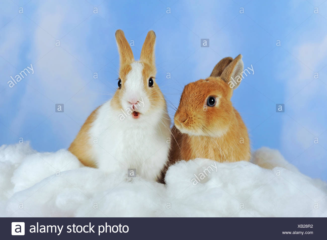 White Brown Rabbits High Resolution Stock Photography and Images - Alamy