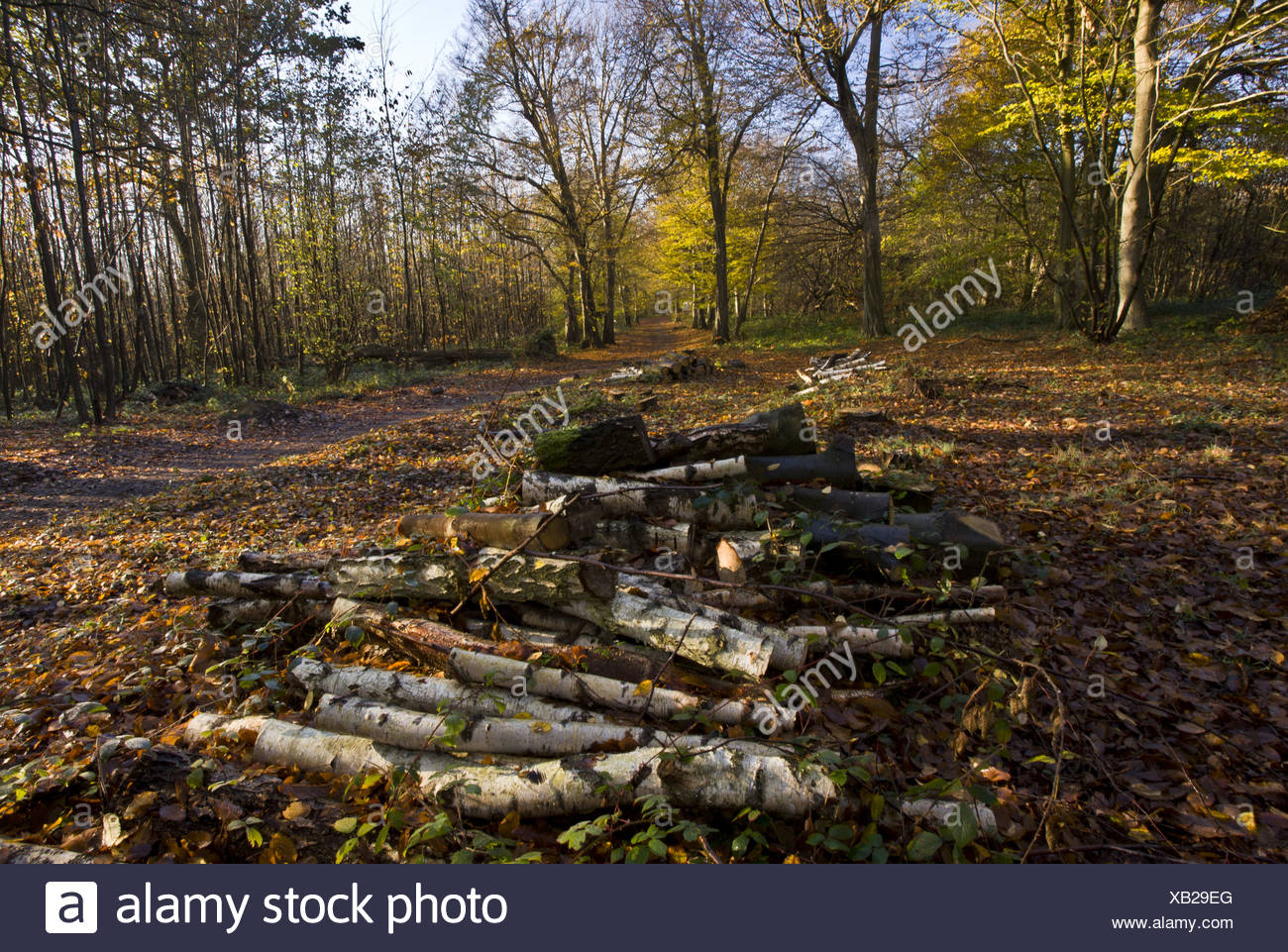 Plantlife Reserve At Ranscombe Farm High Resolution Stock Photography ...