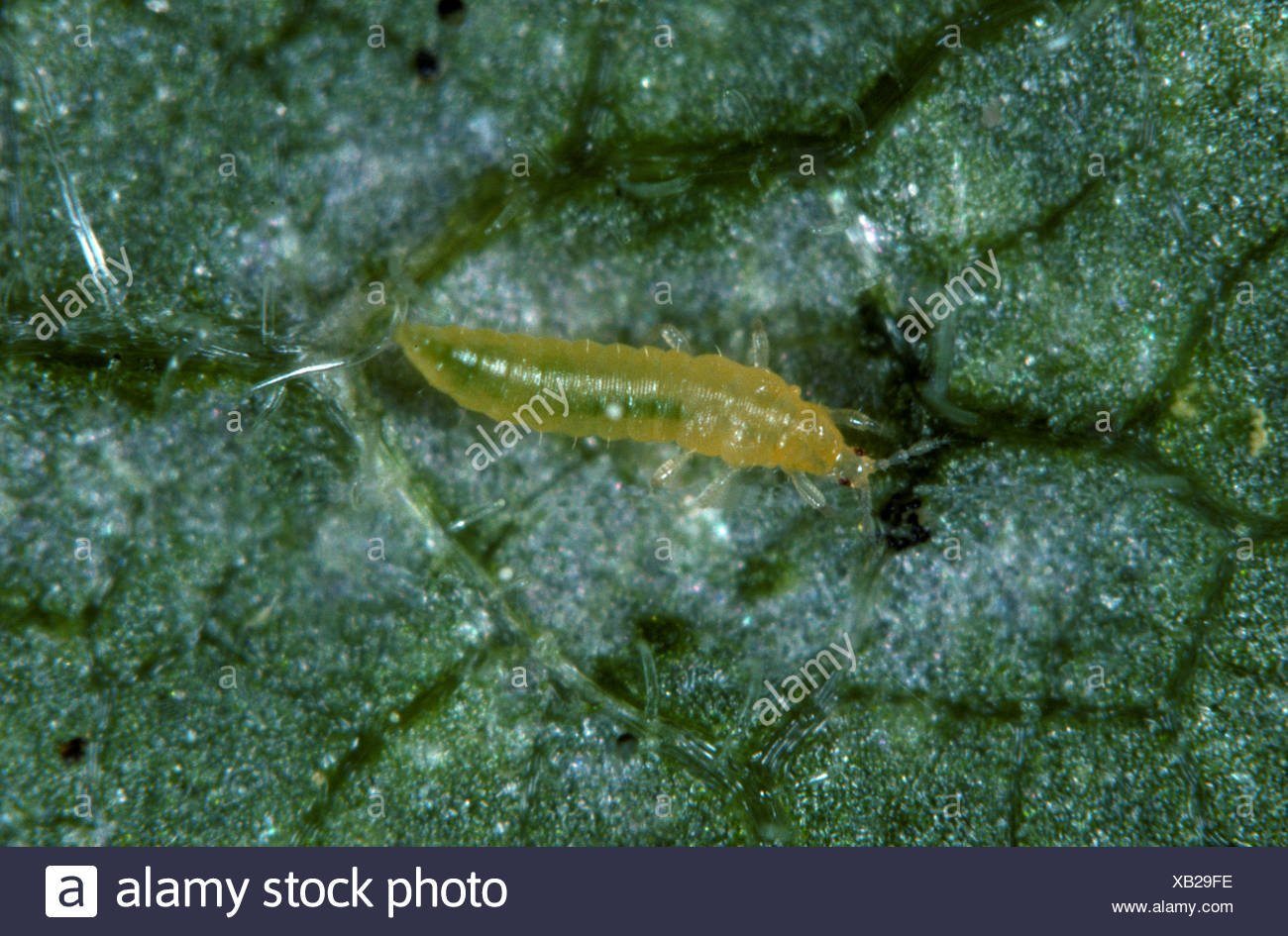 Western Flower Thrip Frankliniella Occidentalis High Resolution Stock ...