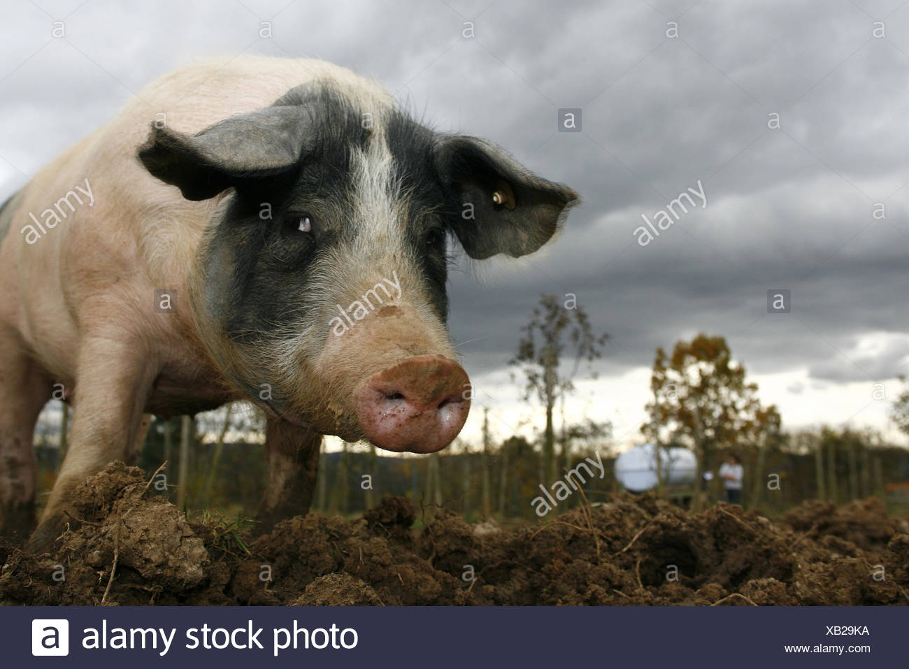 Pig Trunk High Resolution Stock Photography and Images - Alamy