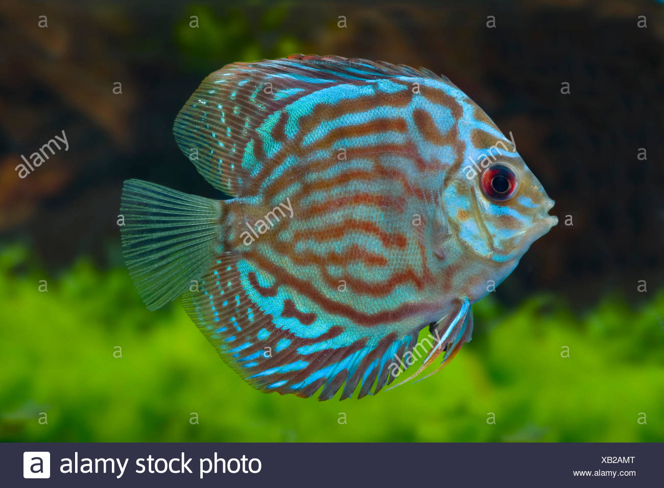 Neotropical Cichlid High Resolution Stock Photography and Images - Alamy