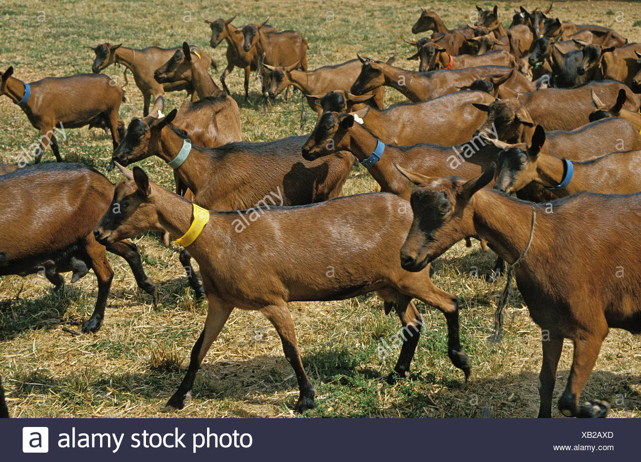 Buff Coloured High Resolution Stock Photography and Images - Alamy