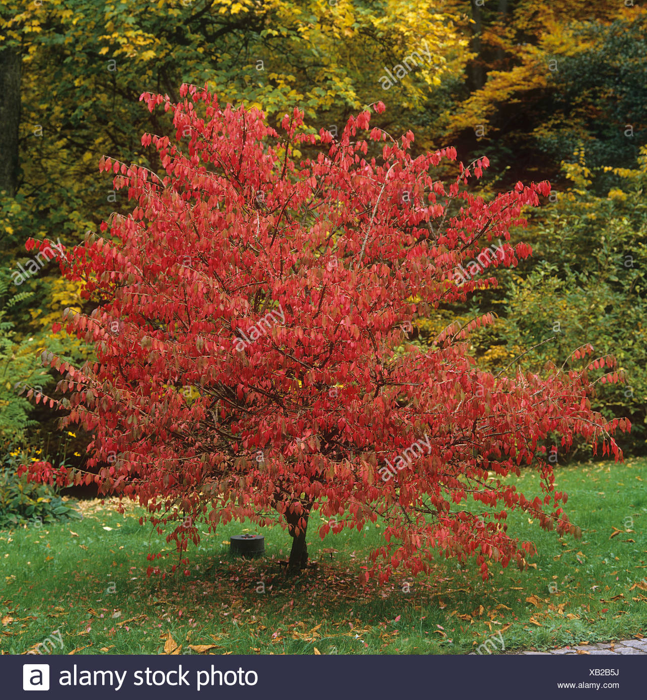 Spindletrees High Resolution Stock Photography and Images - Alamy