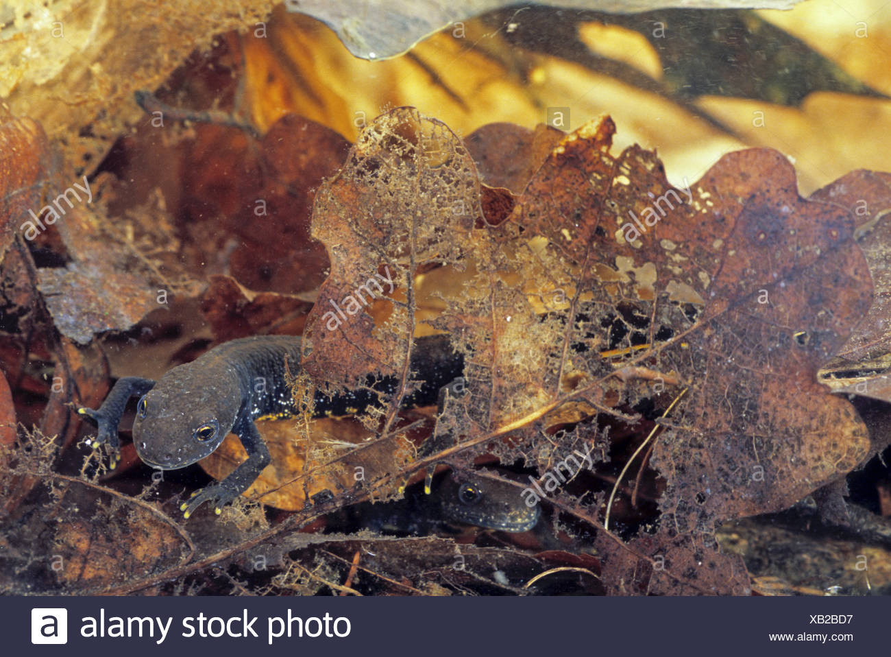 Newt Eggs High Resolution Stock Photography and Images - Alamy