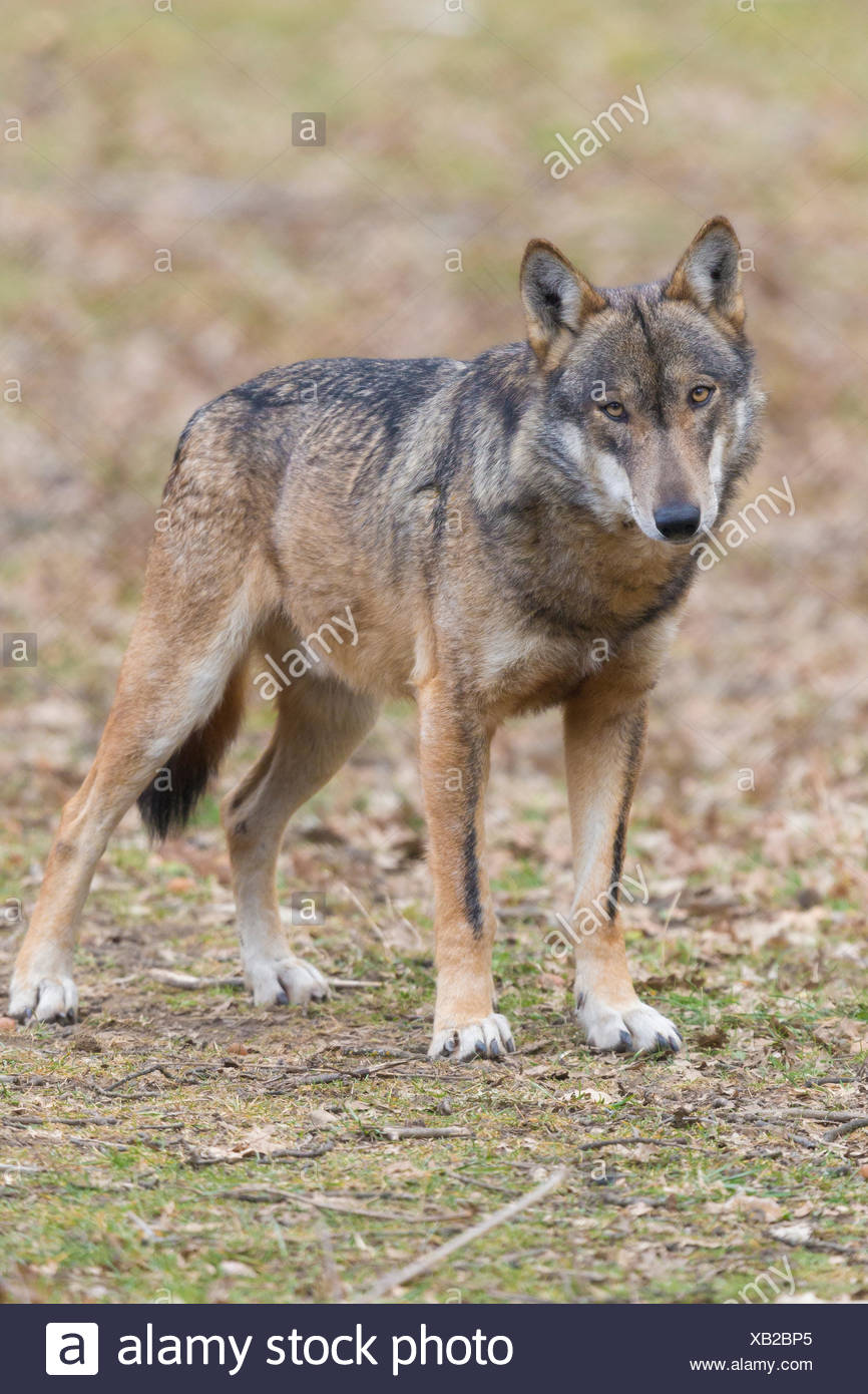Italian Wolf Canis Lupus Italicus Stock Photos & Italian Wolf Canis ...