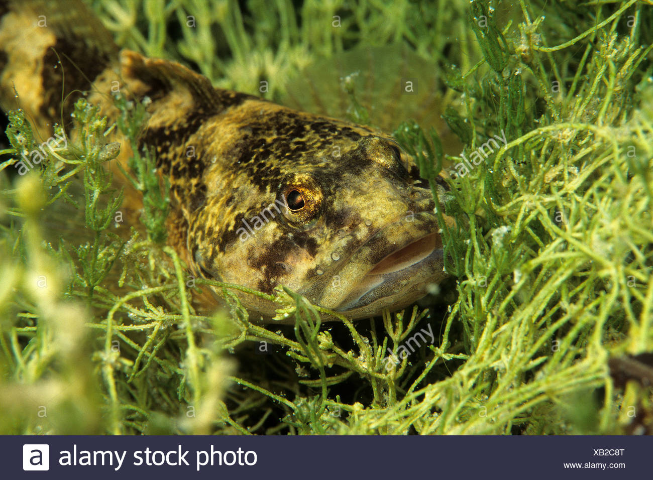 European Bullhead Fish Cottus Gobio Stock Photos & European Bullhead ...
