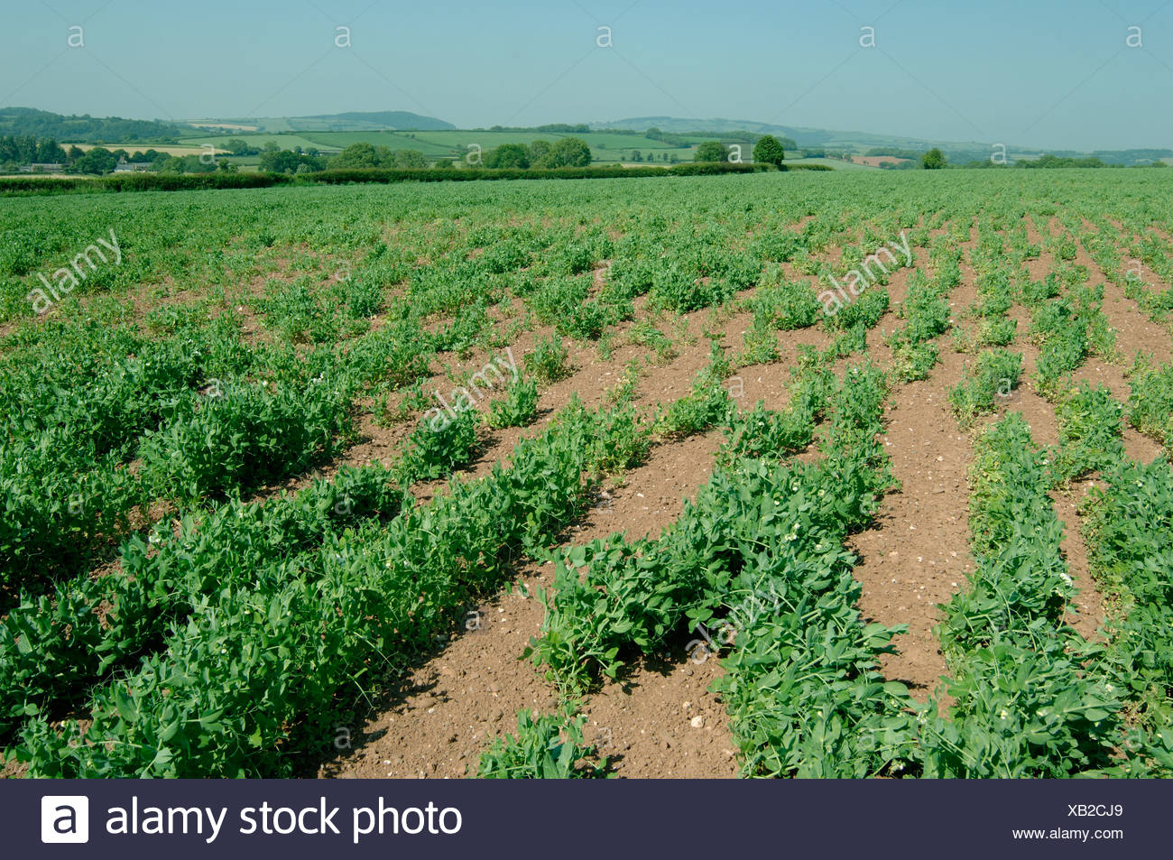Eelworm Damage High Resolution Stock Photography and Images - Alamy