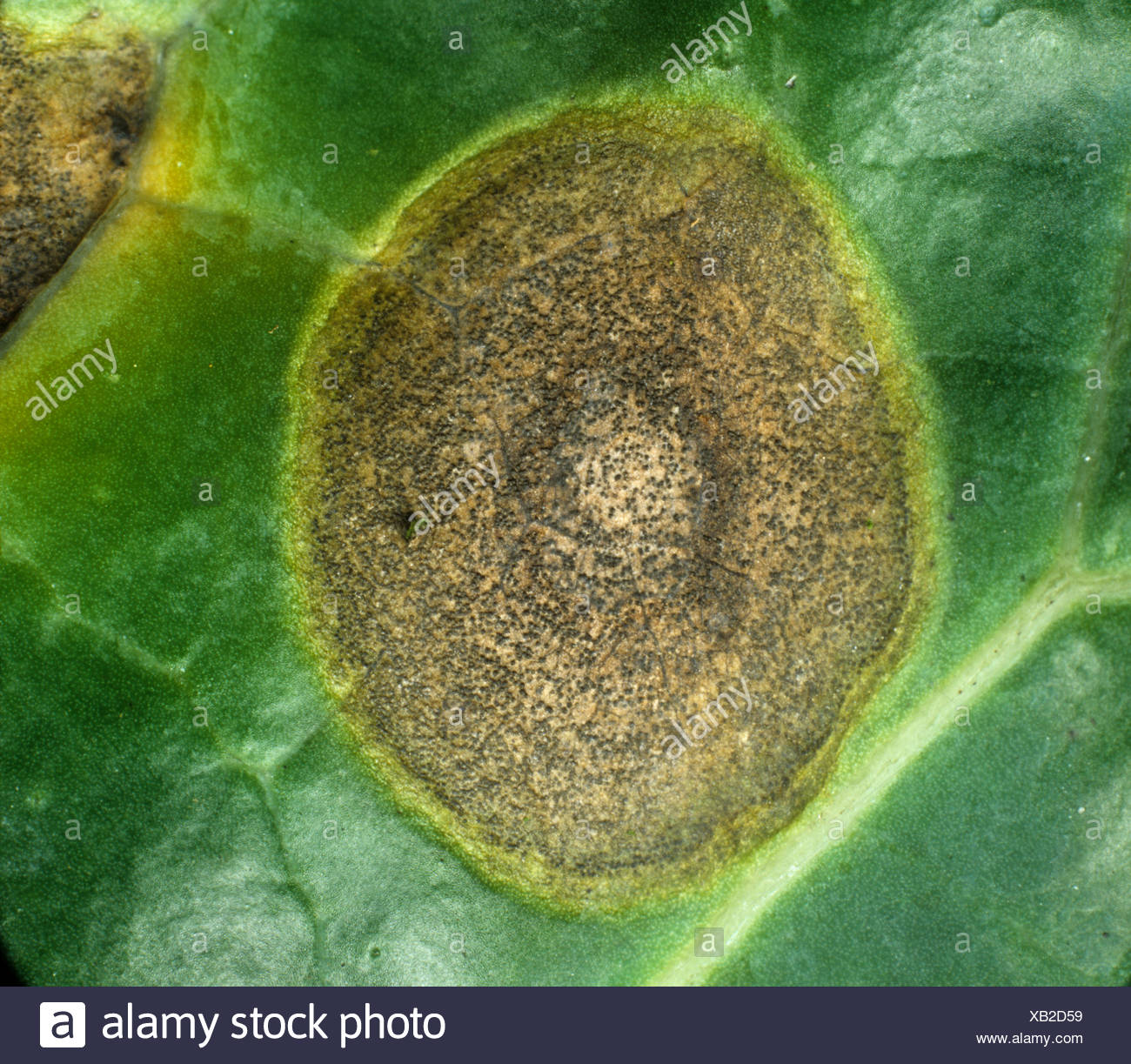 Mycospharella High Resolution Stock Photography and Images - Alamy