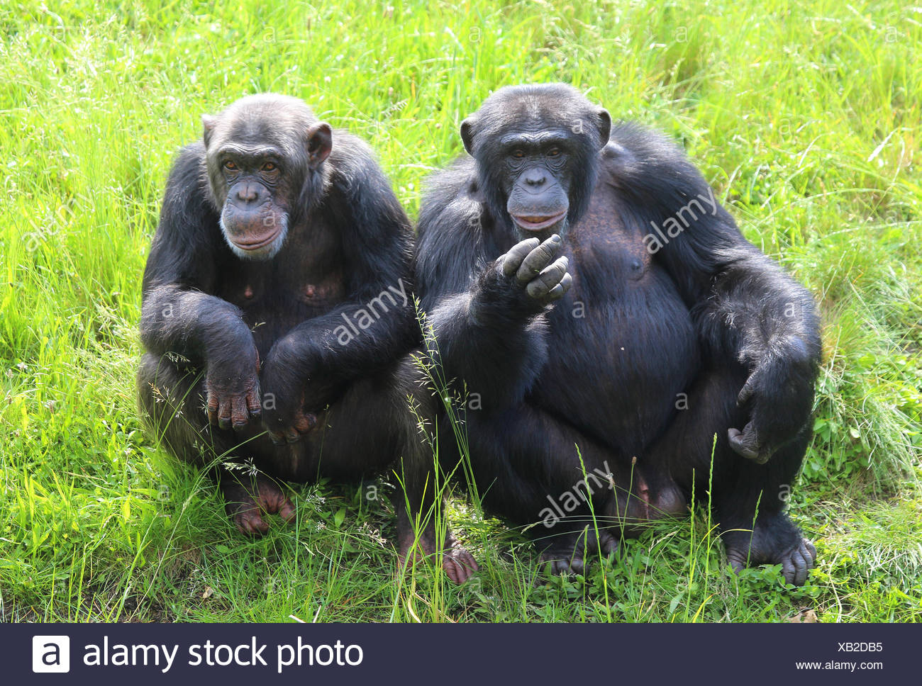Chimpanzees Stock Photos & Chimpanzees Stock Images - Alamy