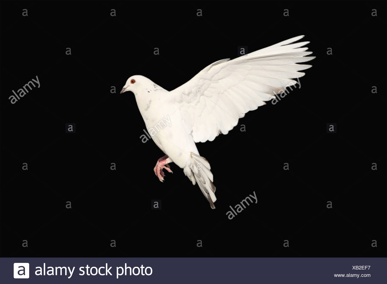 White Pigeon High Resolution Stock Photography and Images - Alamy
