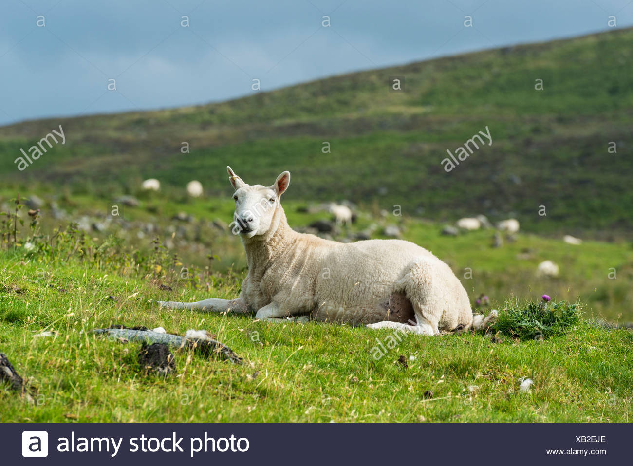 Sheep Scottish Highlands High Resolution Stock Photography and Images ...