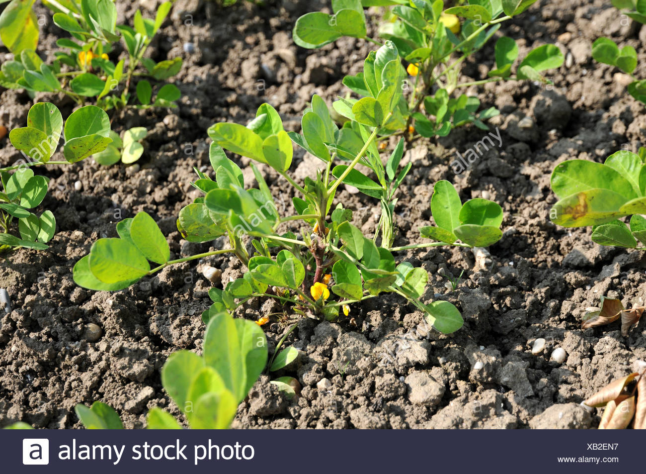 Peanut Plant High Resolution Stock Photography and Images - Alamy