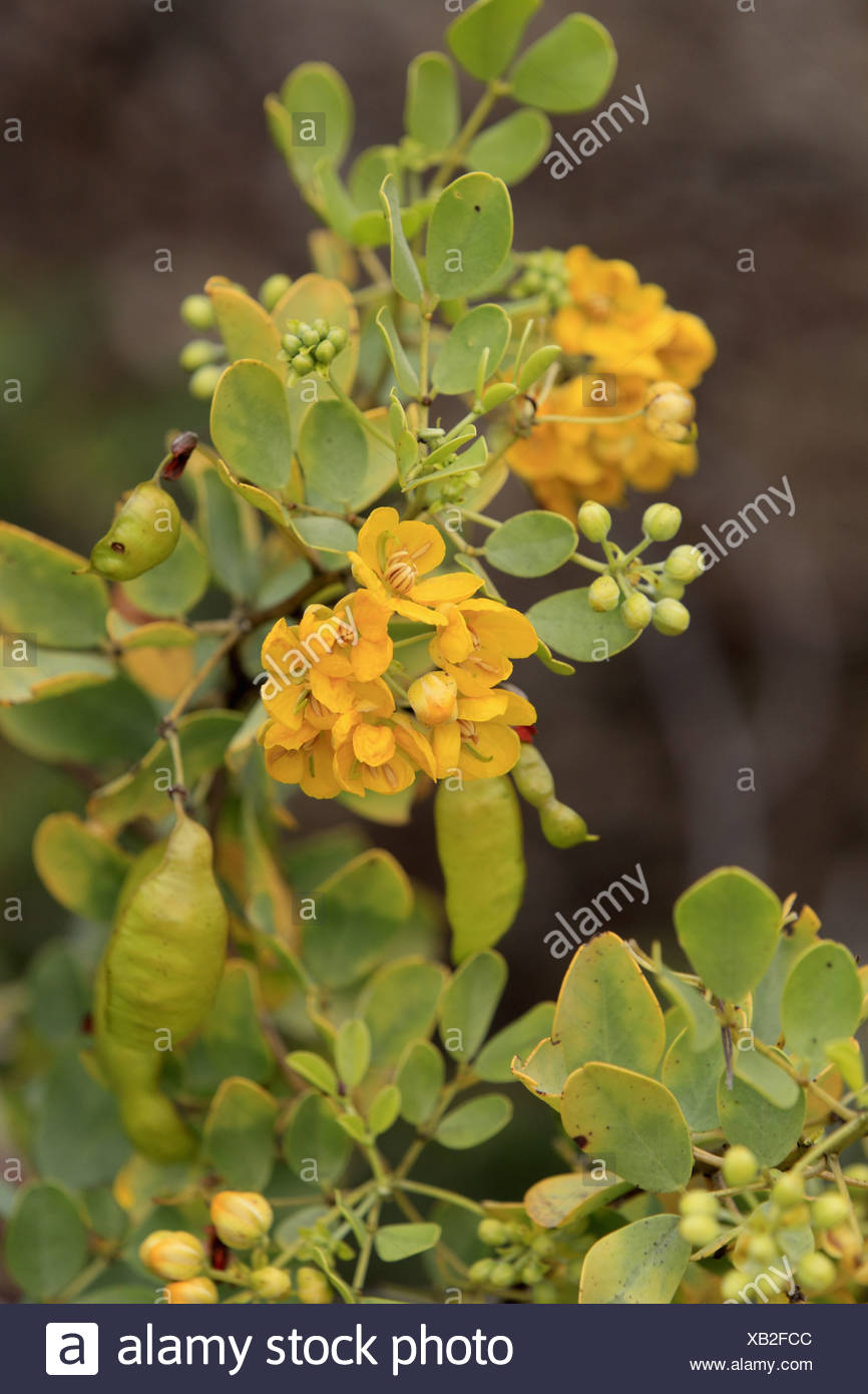Cassia Artemisioides High Resolution Stock Photography and Images - Alamy