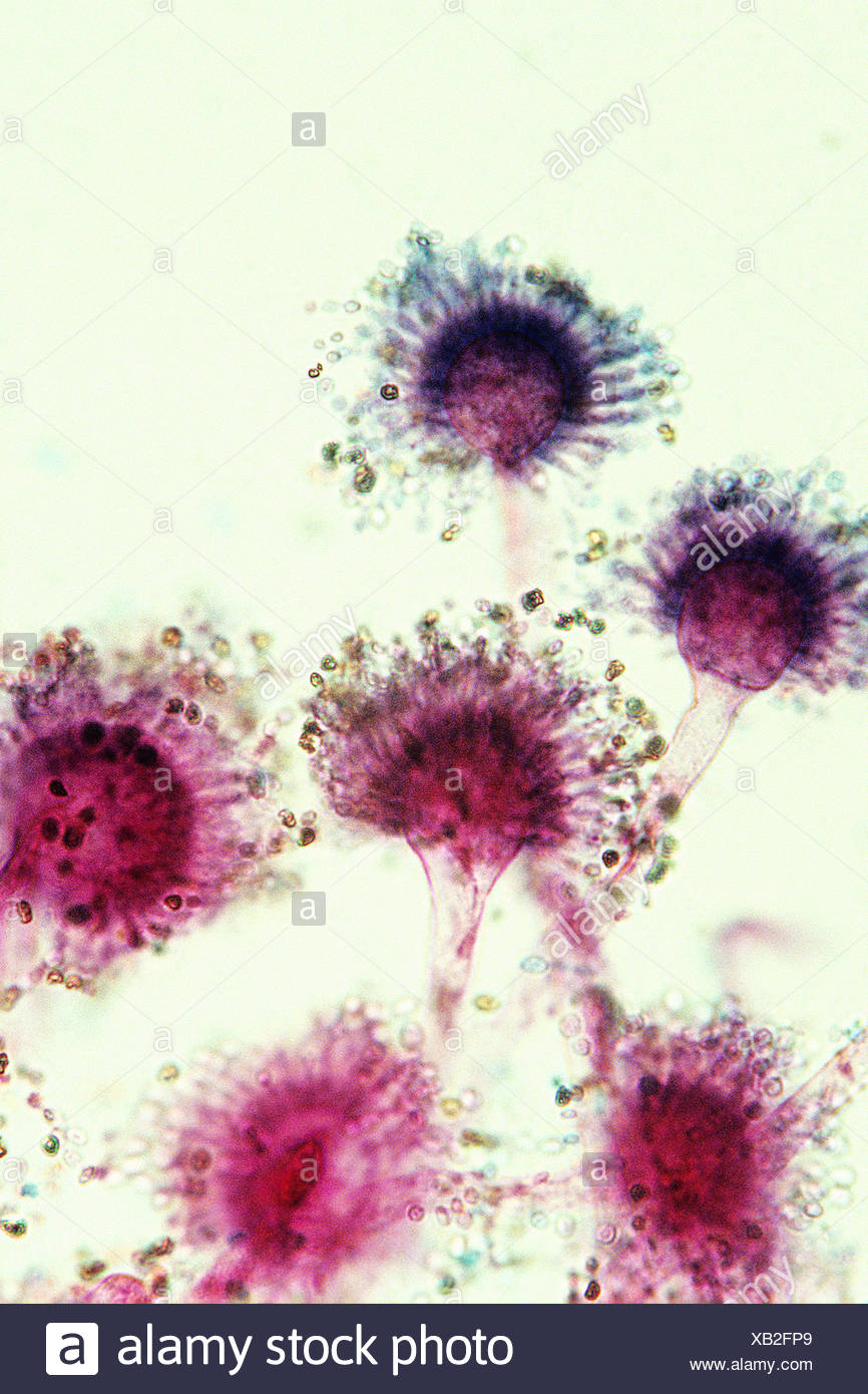 Ascus Stock Photos & Ascus Stock Images - Alamy