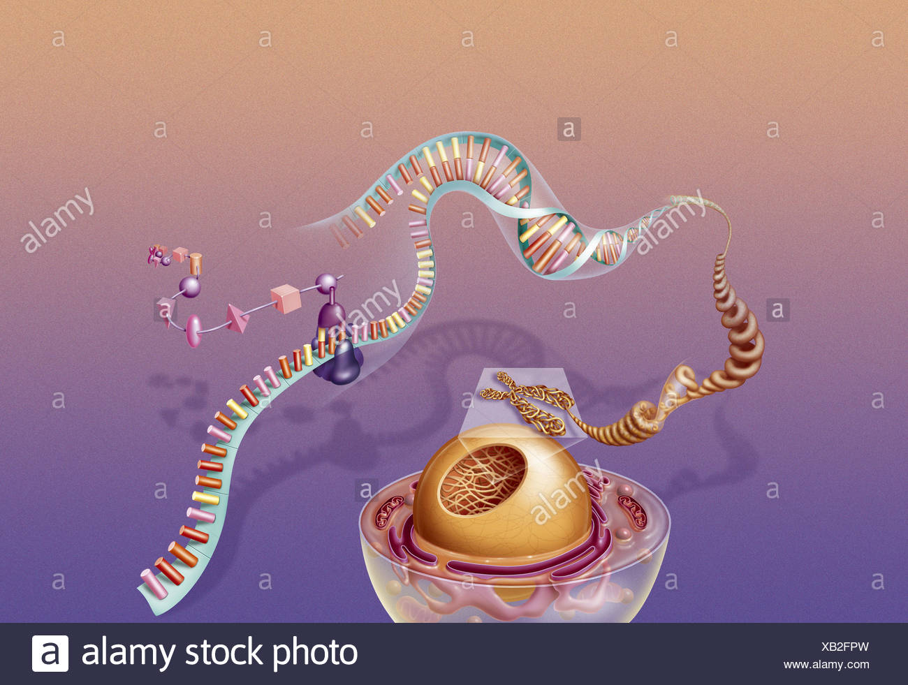 Dna Mrna Protein High Resolution Stock Photography and Images - Alamy
