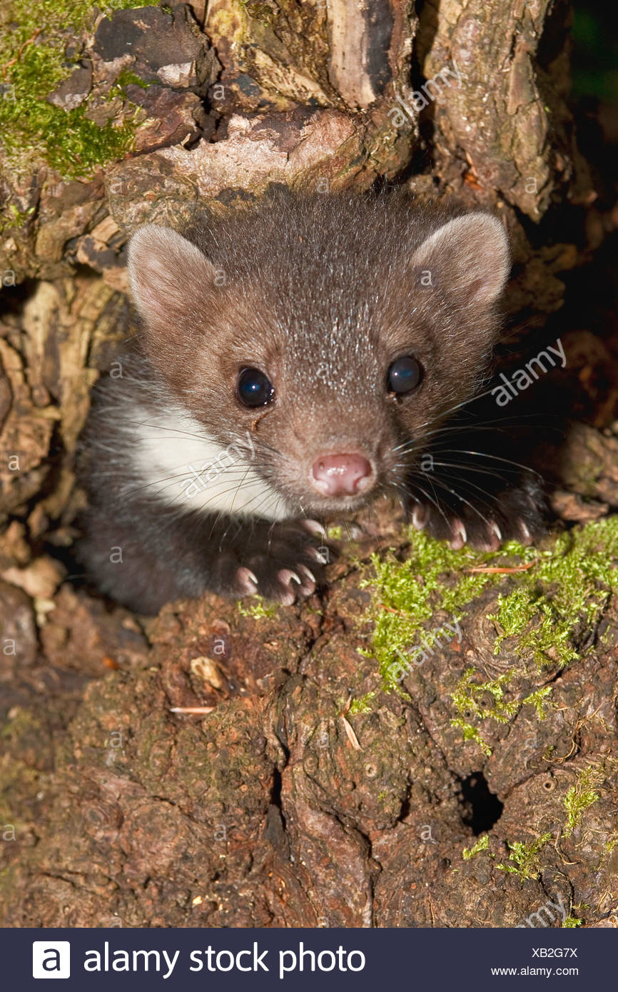 Beech Marten Tree High Resolution Stock Photography and Images - Alamy