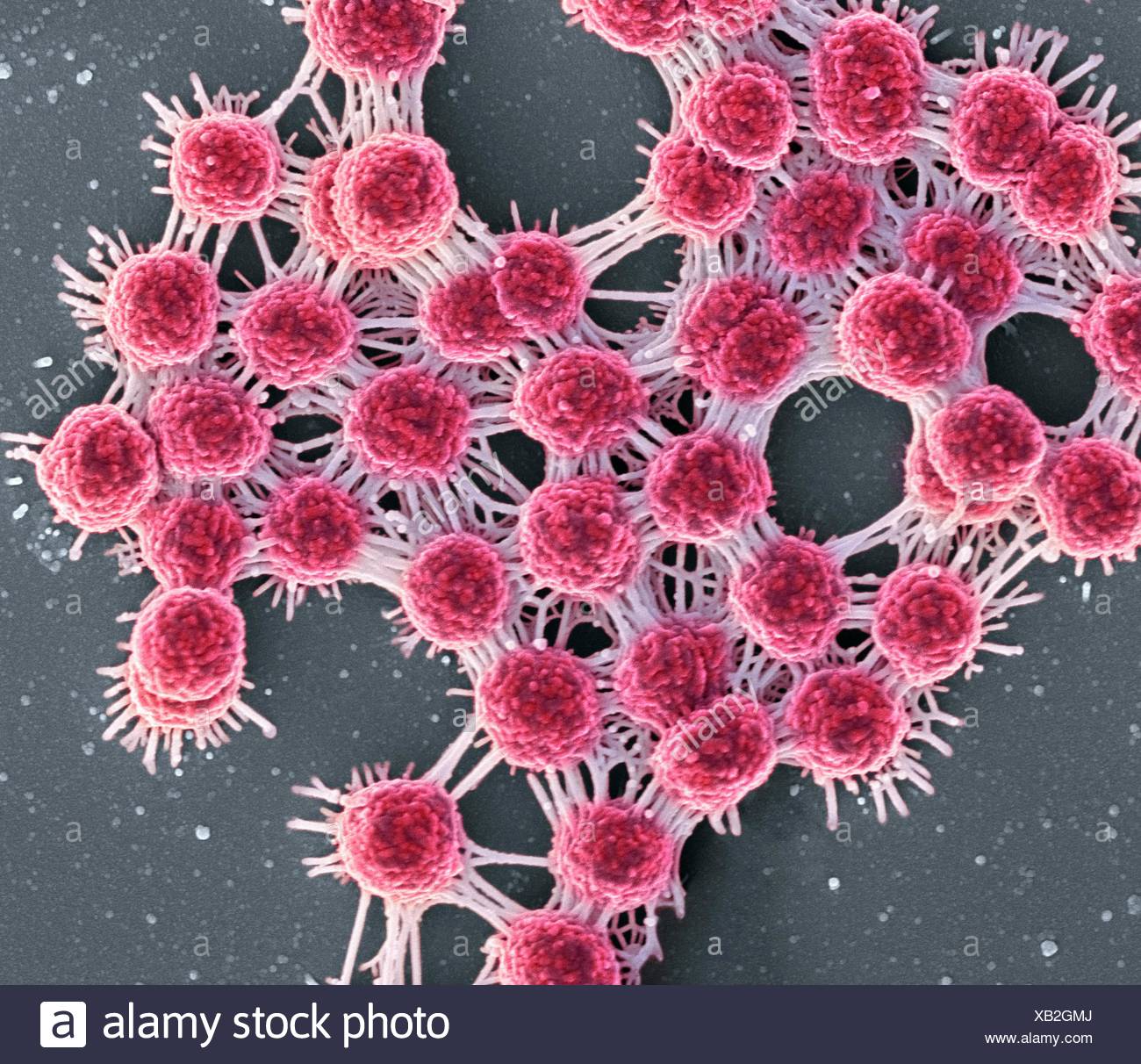 Microorganism Sem High Resolution Stock Photography and Images - Alamy