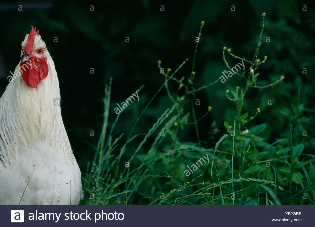 White Rooster High Resolution Stock Photography and Images - Alamy