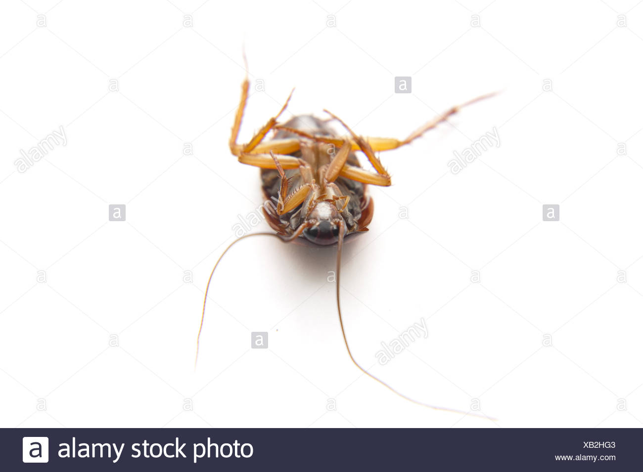 Cockroach Underside High Resolution Stock Photography and Images - Alamy