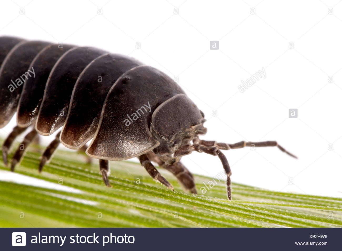 Armadillo Bug Stock Photos & Armadillo Bug Stock Images - Alamy