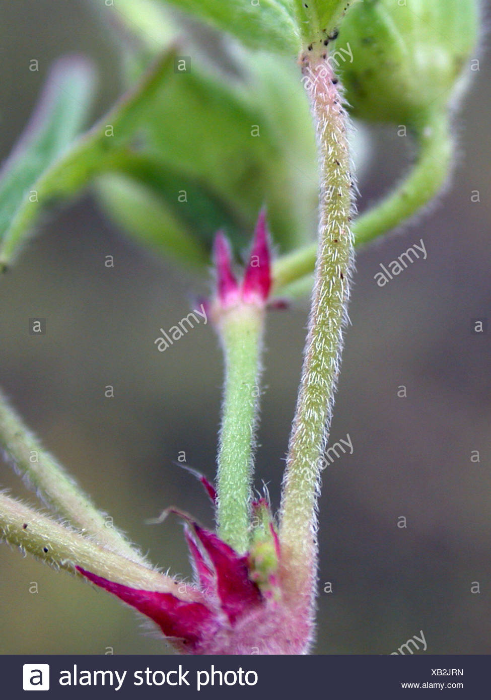 Cut Leaved Cranesbill Geranium Dissectum High Resolution Stock ...
