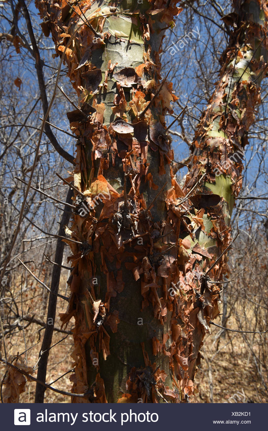 Commiphora Tree High Resolution Stock Photography and Images - Alamy