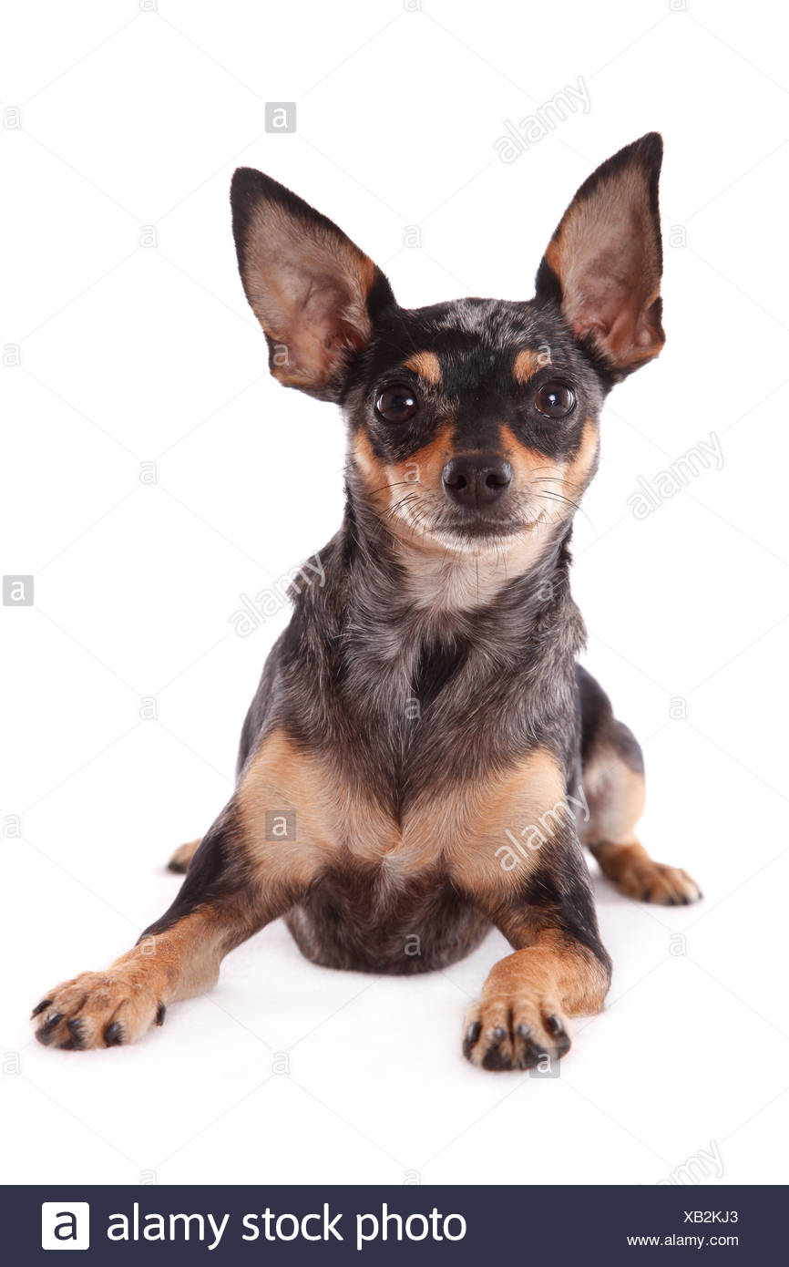 Dog Prazsky Krysarik Prague Ratter Stock Photos & Dog Prazsky Krysarik ...