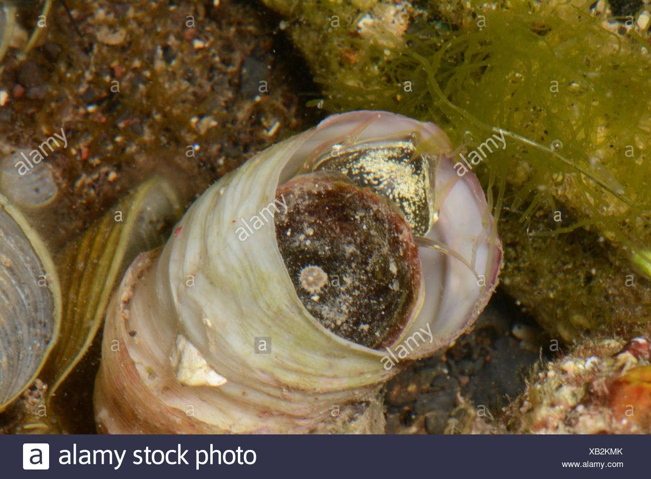 Worm Shell High Resolution Stock Photography and Images - Alamy