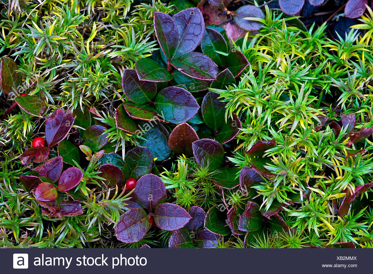 Ground Cover Plants High Resolution Stock Photography and Images - Alamy