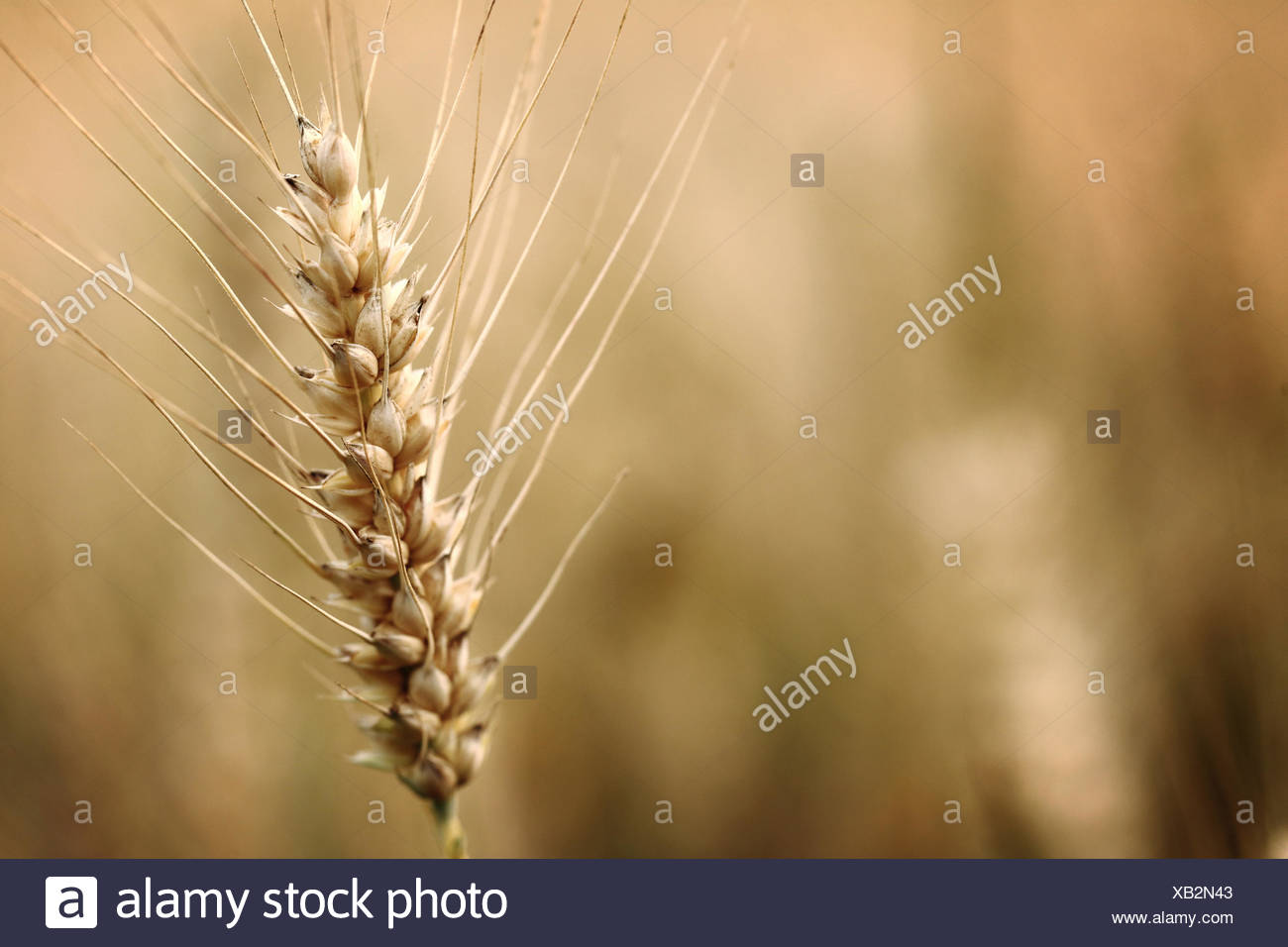 Wheat Seed Head High Resolution Stock Photography and Images - Alamy