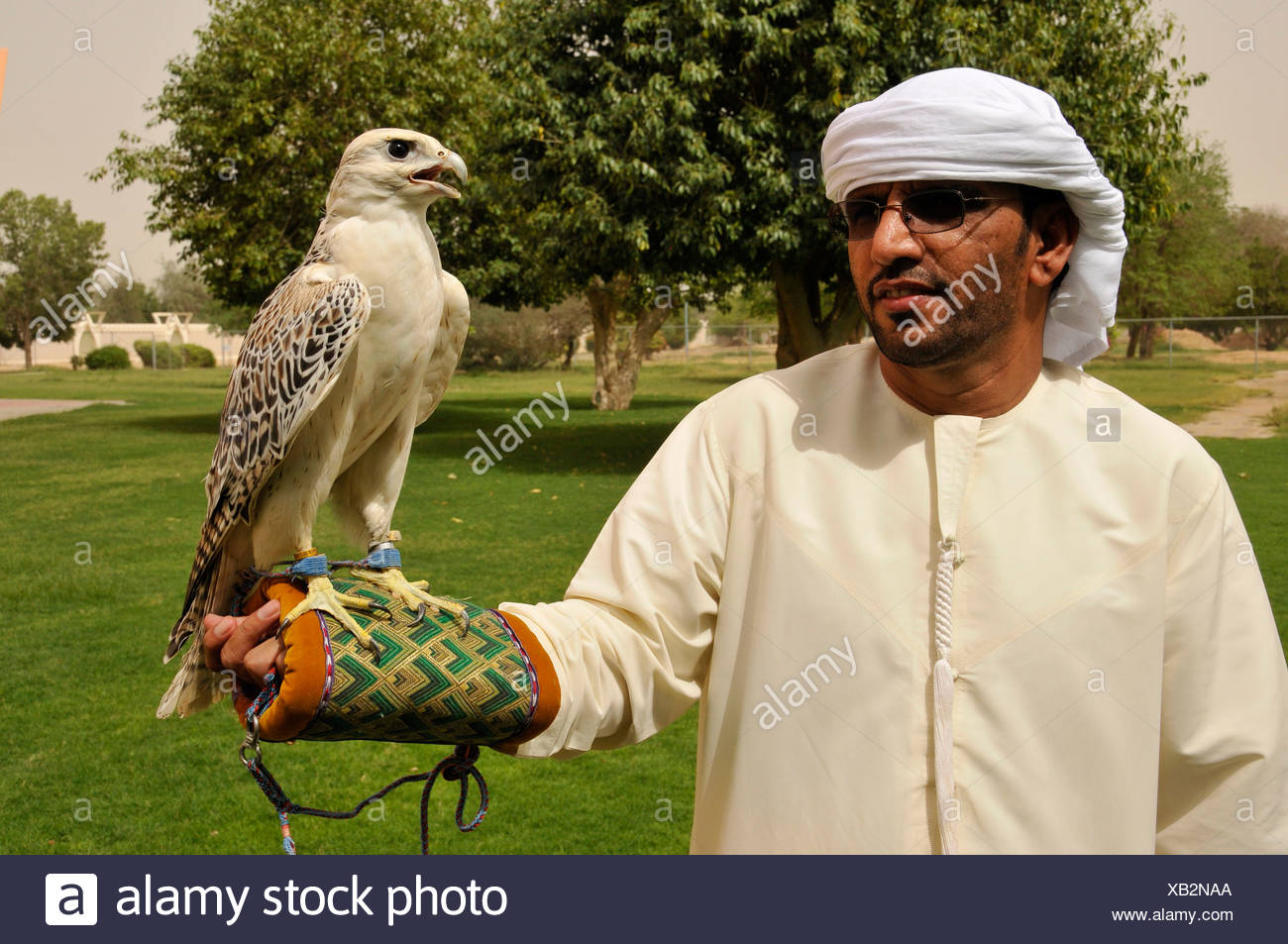 National Animal Of The United Arab Emirates High Resolution Stock ...