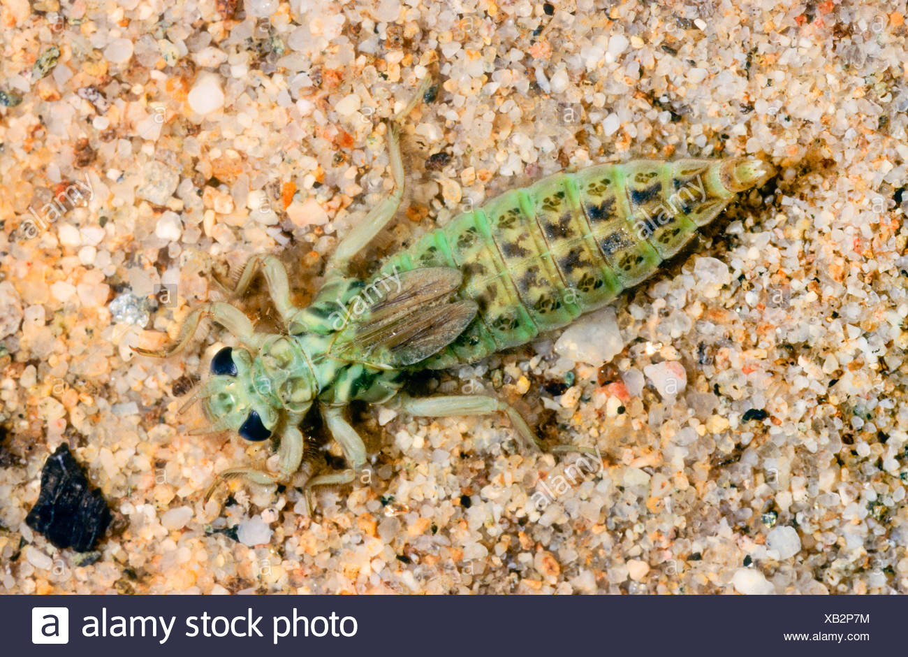Dragonfly Nymph Under Water High Resolution Stock Photography and ...