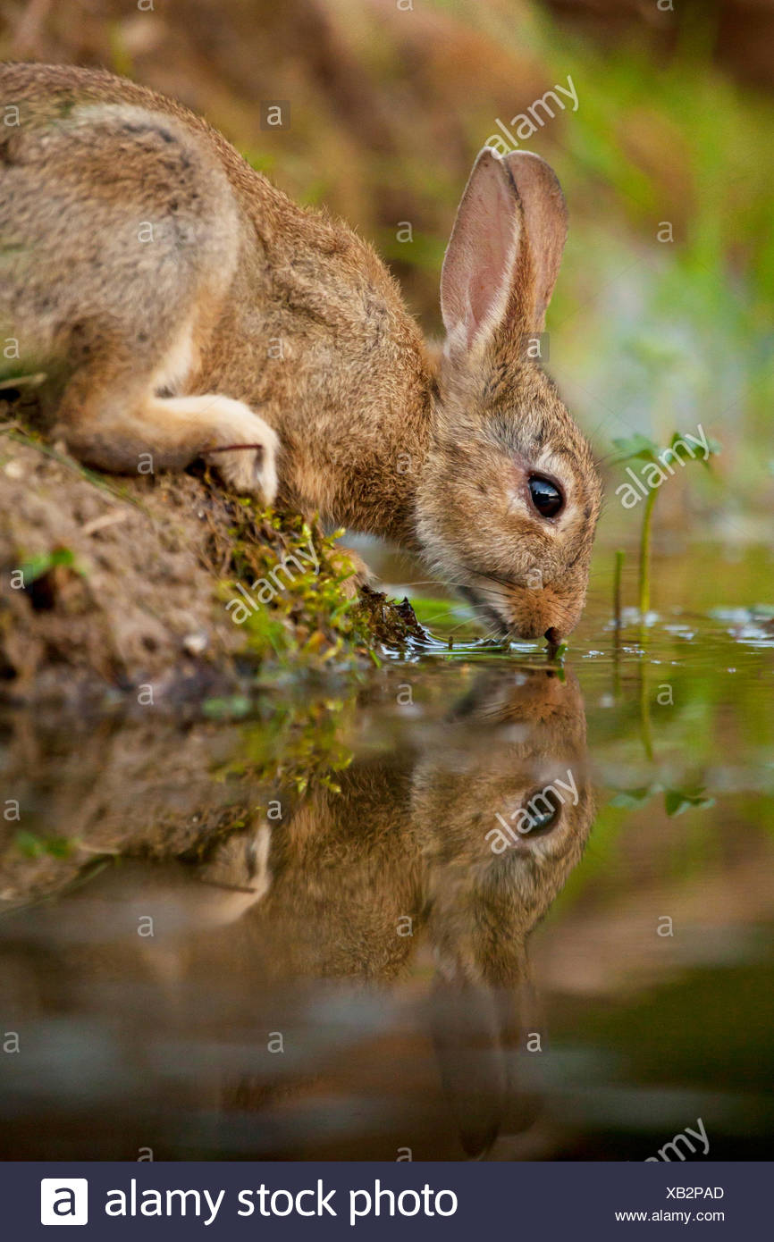 Rabbit Drinking Water Stock Photos & Rabbit Drinking Water Stock Images ...