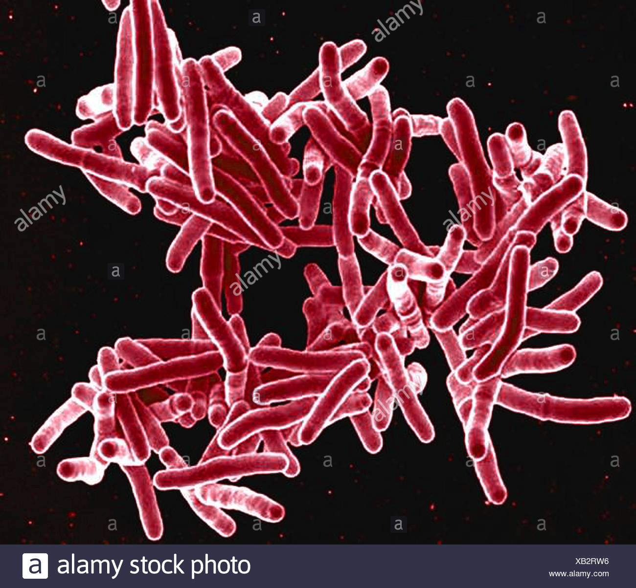 Gram Positive Bacteria High Resolution Stock Photography and Images - Alamy