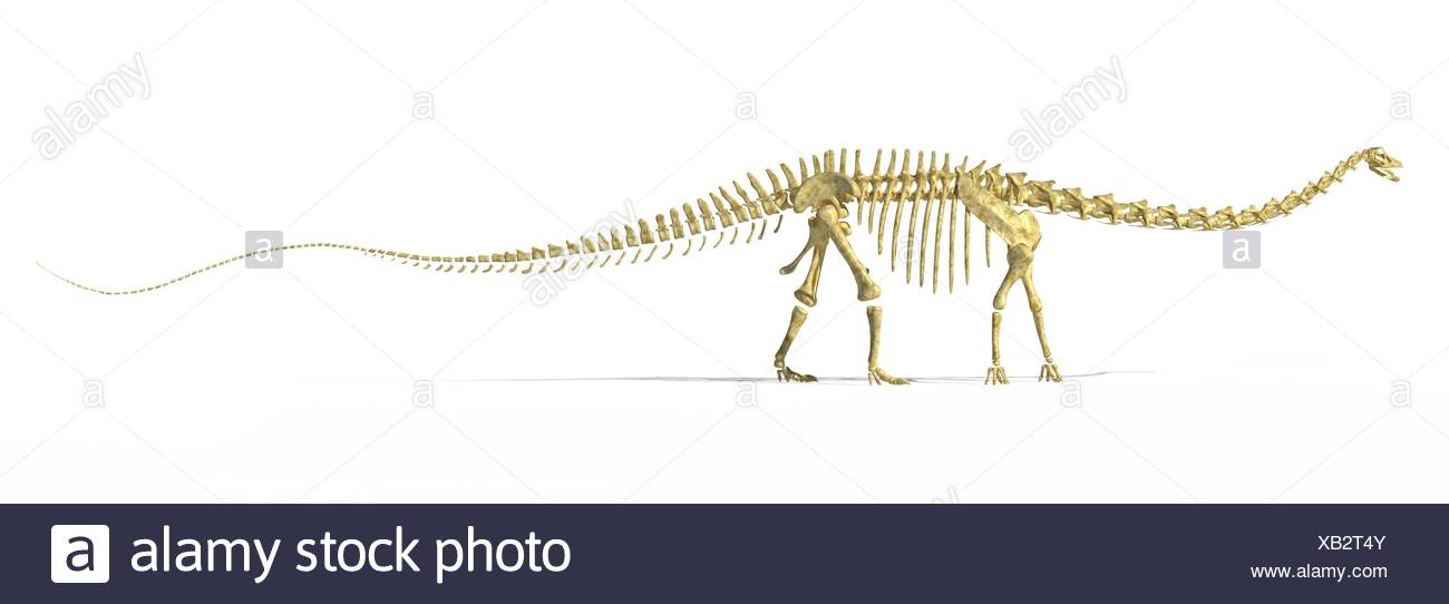 Dinosaur Diplodocus Skeleton Stock Photos & Dinosaur Diplodocus ...