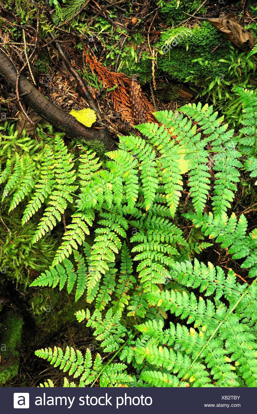 Bracken Fern High Resolution Stock Photography and Images - Alamy