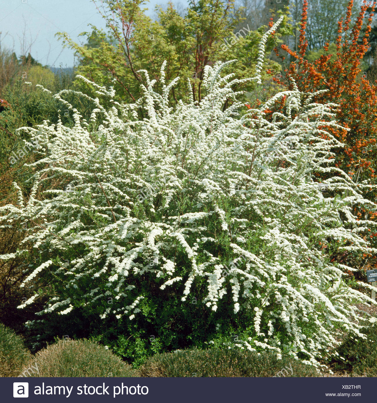 Spiraea X Cinerea Grefsheim High Resolution Stock Photography and ...