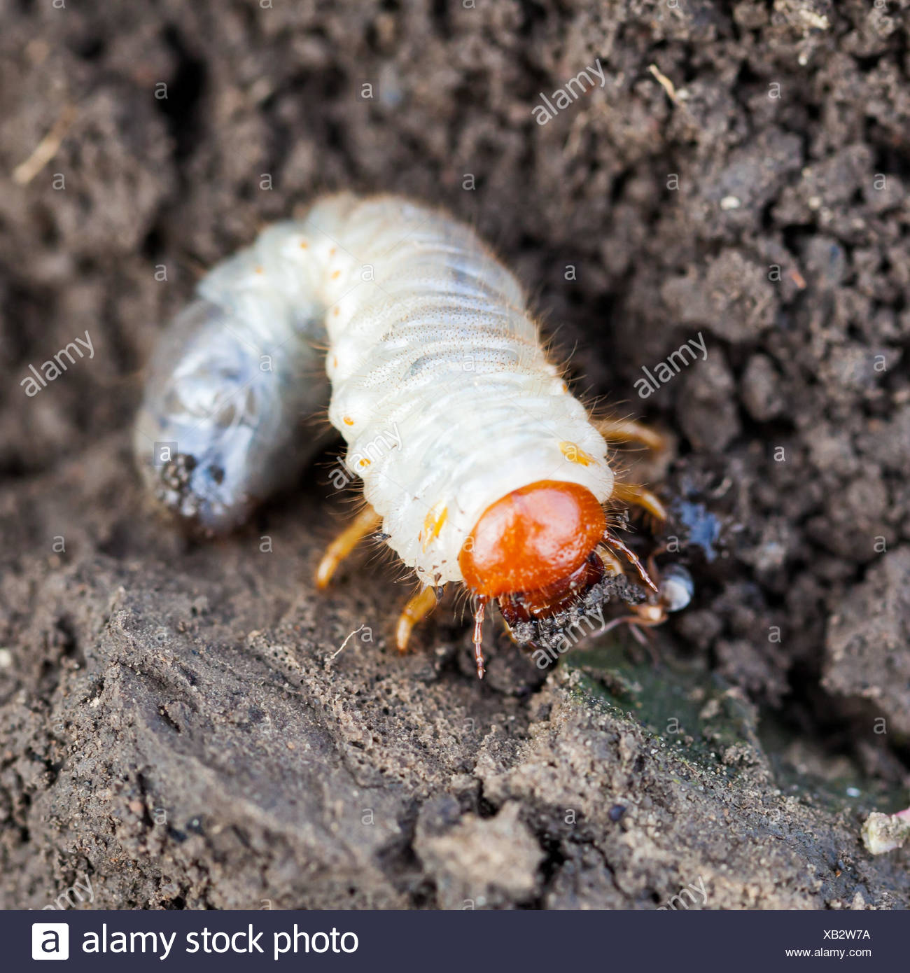 Cockchafer Grub Stock Photos & Cockchafer Grub Stock Images - Alamy