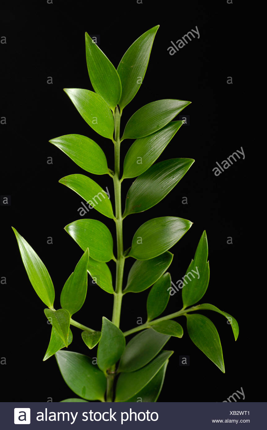 Cocculus Stock Photos & Cocculus Stock Images - Alamy