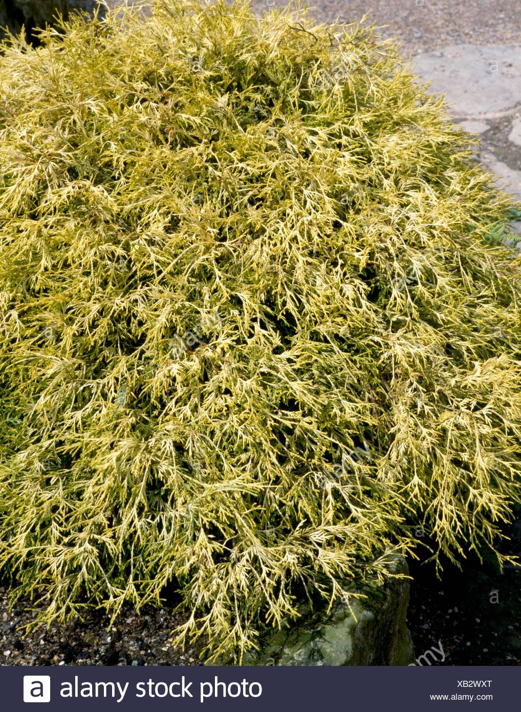 Chamaecyparis Pisifera Golden Mop Stock Photos & Chamaecyparis Pisifera ...
