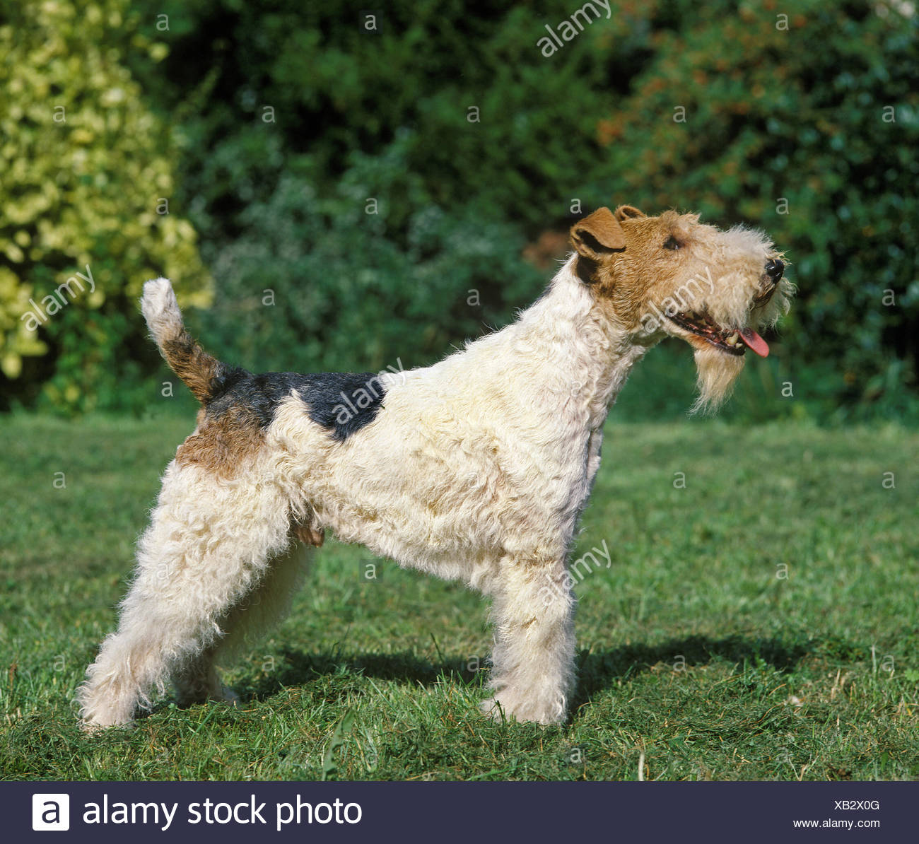 Wire Haired Fox Terrier Adult Standing Stock Photos & Wire Haired Fox ...