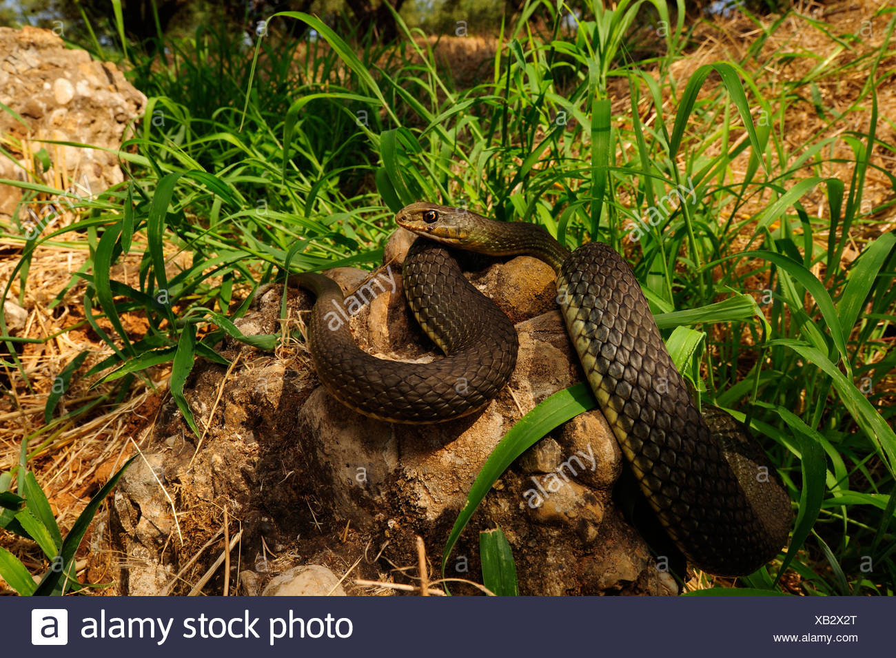 Montpellier Snake Malpolon Insignitus High Resolution Stock Photography ...