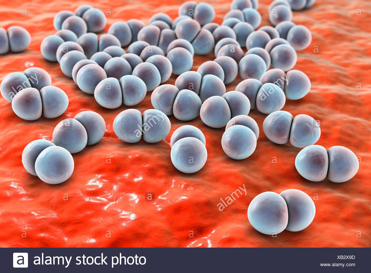 Pneumococci High Resolution Stock Photography and Images - Alamy